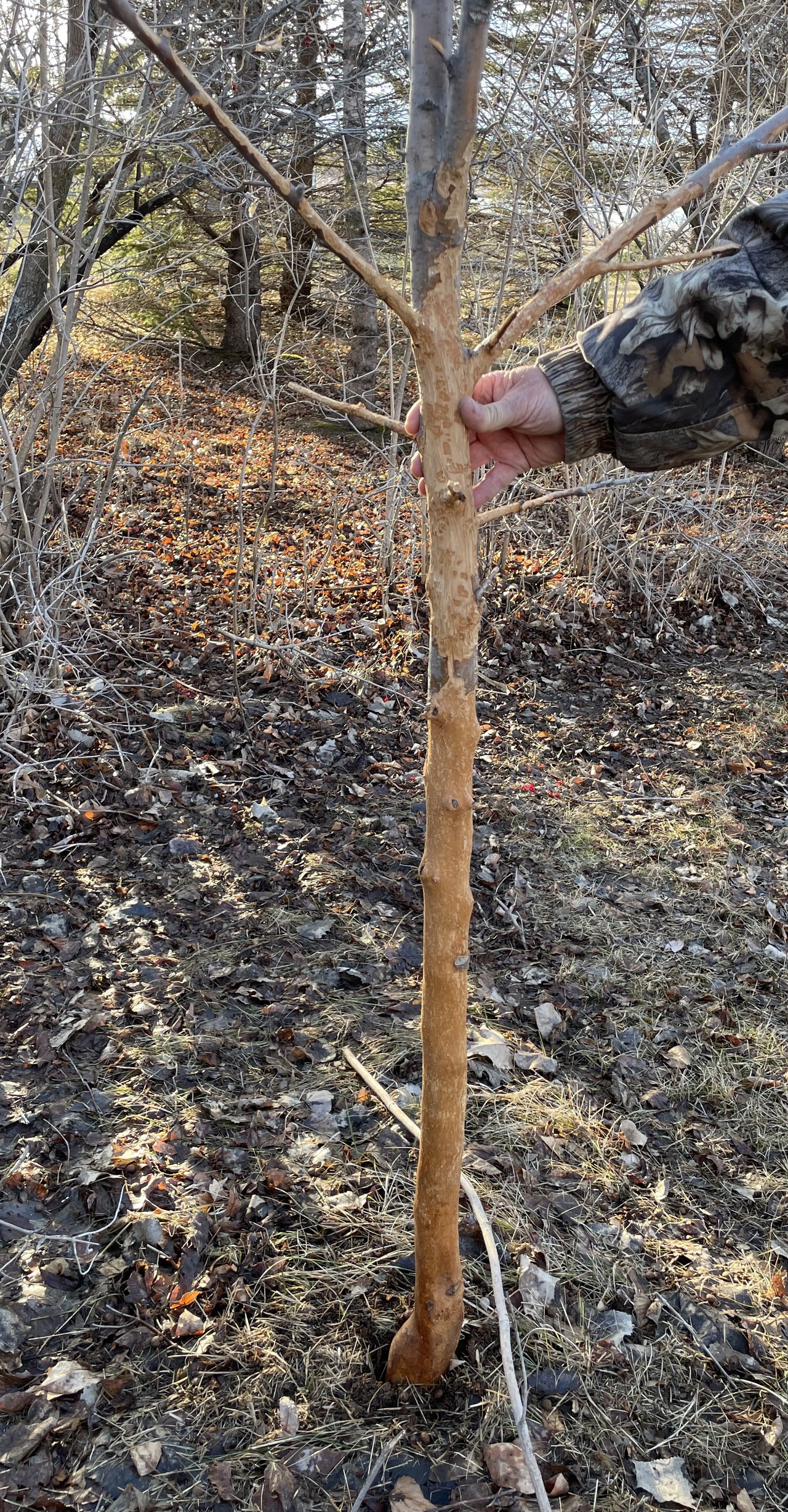 Dakota Gardener: A little nudge — Extension and Ag Research News