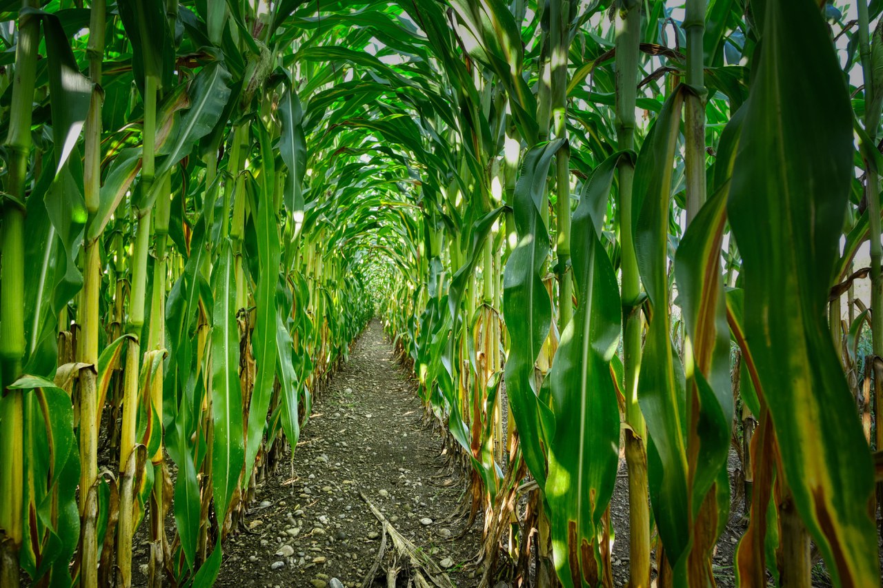 Dakota Gardener: Finding love in a corn field — Extension and Ag ...