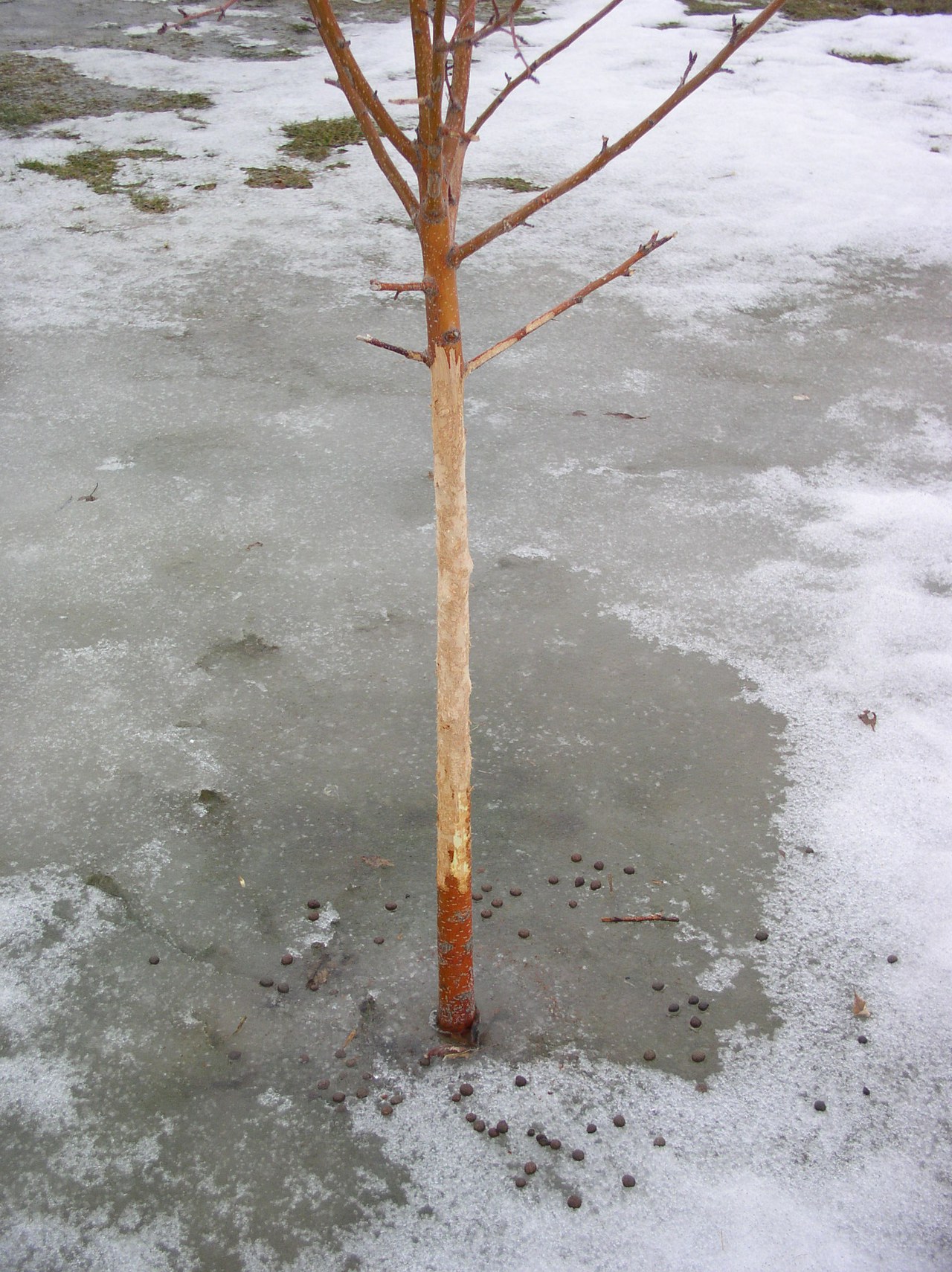 Dakota Gardener: Give Your Trees a Little Winter Protection — Extension ...