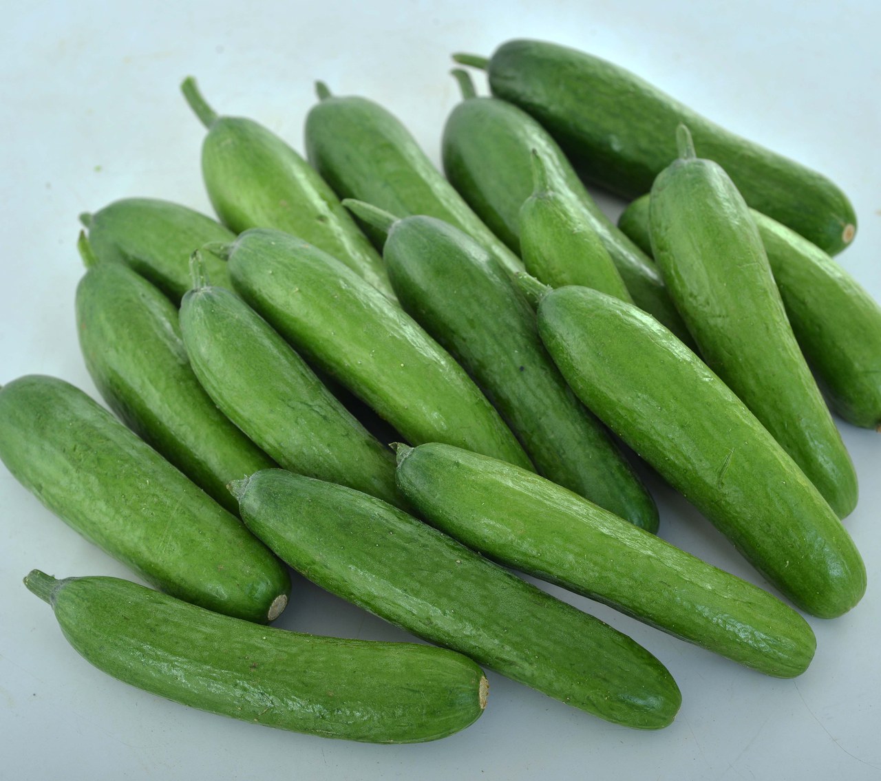Dakota Gardener: Great cucumbers for your garden — Extension and Ag ...