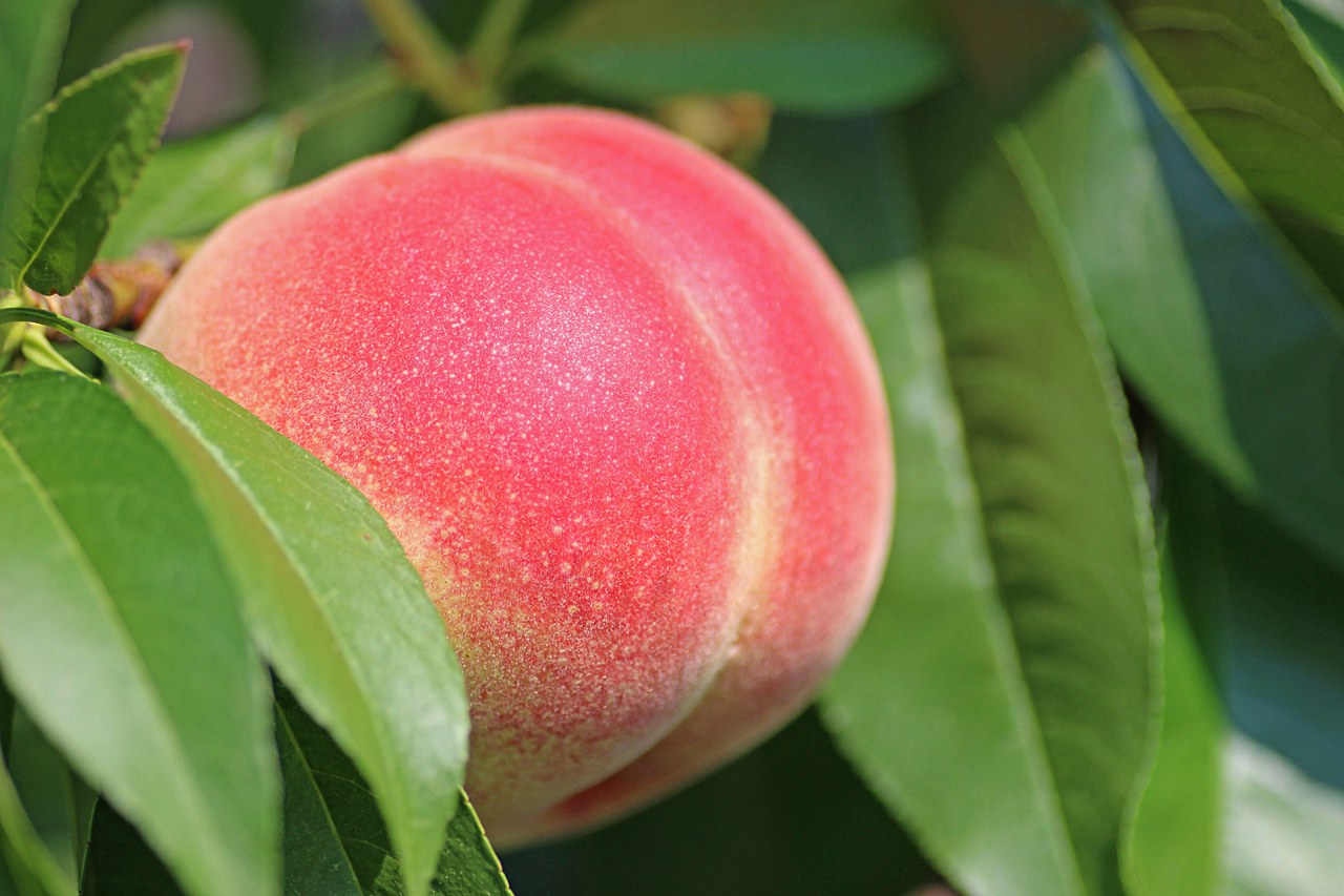 Dakota Gardener: Growing peaches on the prairie — Extension and Ag ...