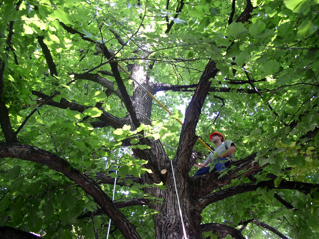 Dakota Gardener: Tree sports — Extension and Ag Research News