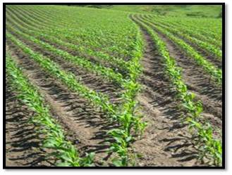 Producers May Want to Consider Section and Row Control for Planters ...