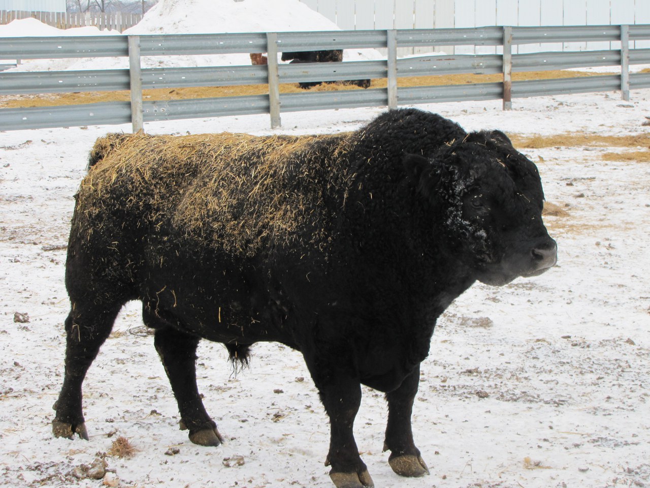 Consider Traits When Buying a Bull — Extension and Ag Research News