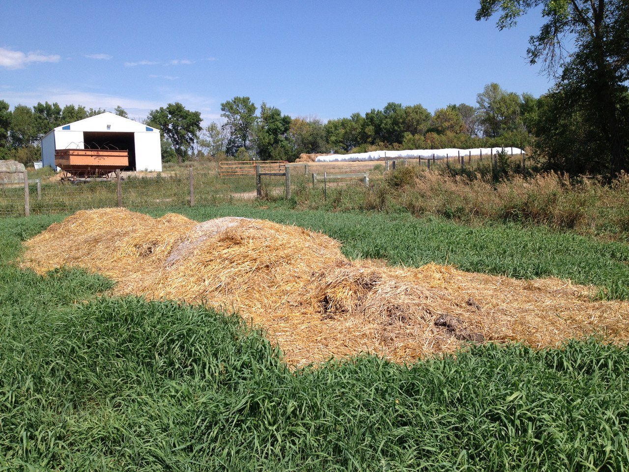 Dispose of Dead Livestock Quickly — Extension and Ag Research News
