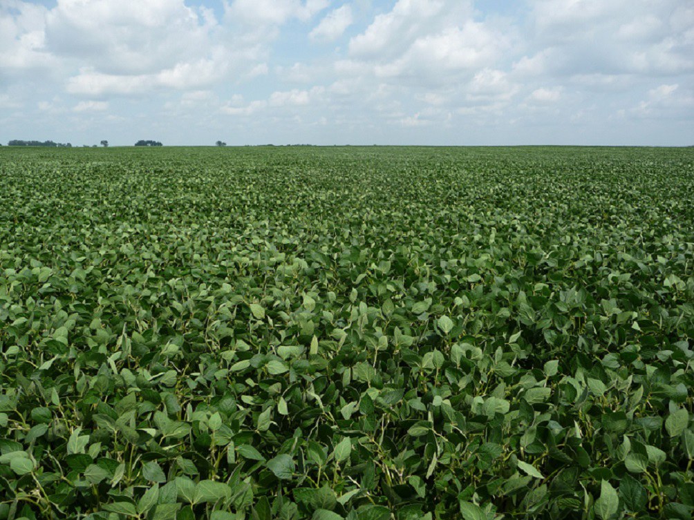 NDSU Releases New Soybean Variety — Extension and Ag Research News