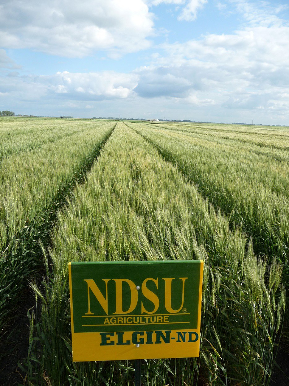 Elgin-ND Hard Red Spring Wheat Available — Extension and Ag Research News