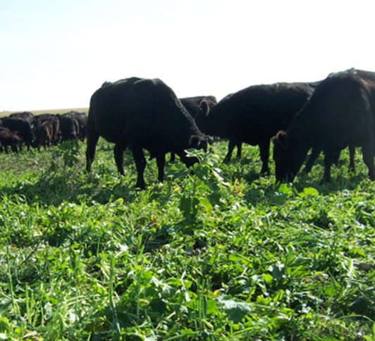 Annual Cover Crops a Forage Source — Extension and Ag Research News