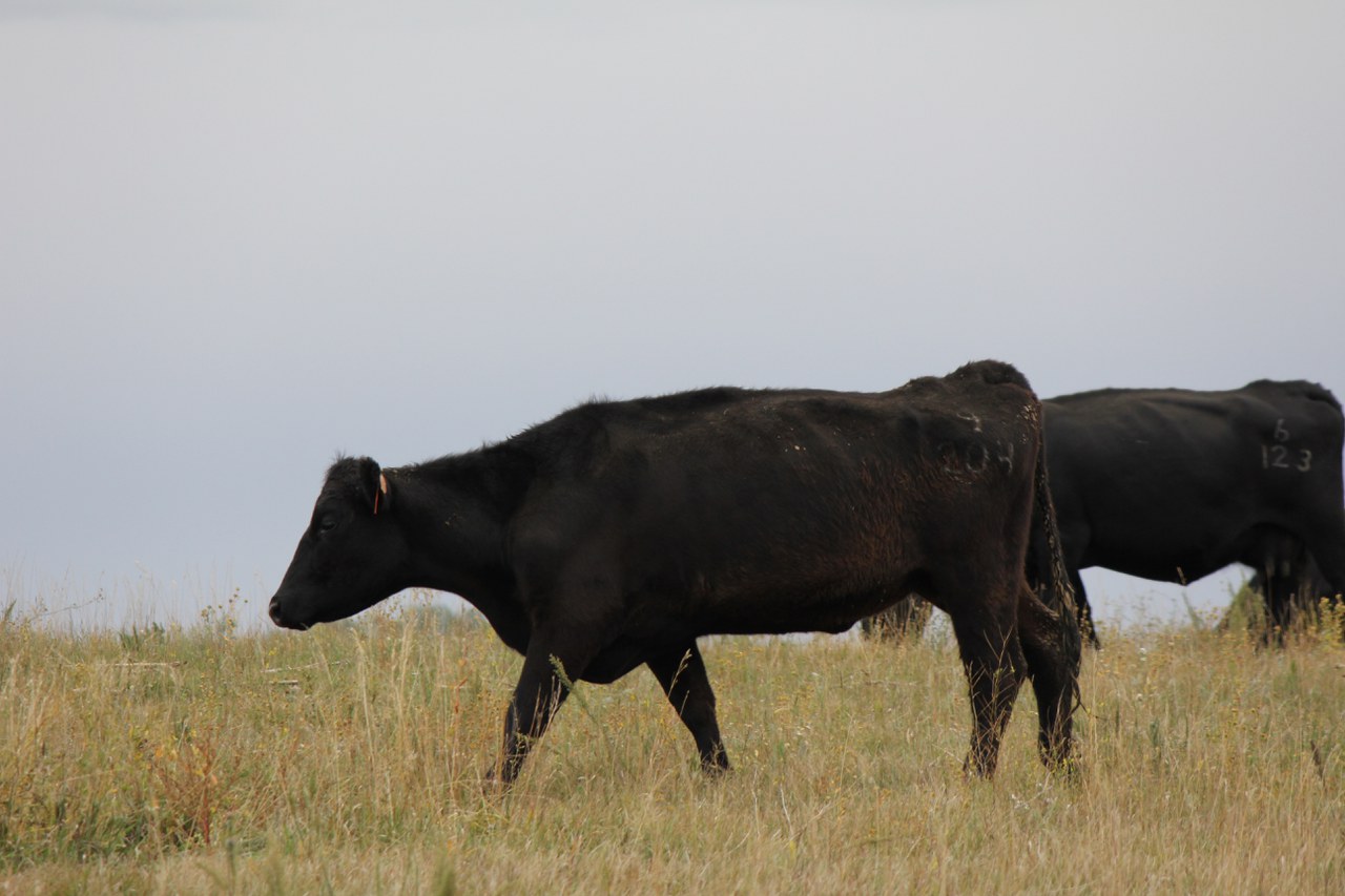 Minimize Consequences of Poor Body Condition at Calving — Extension and ...