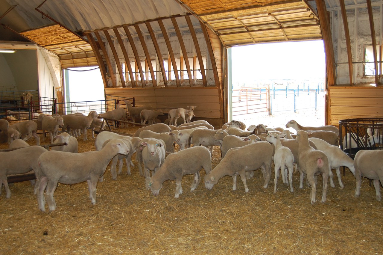 Sheep Facility, Handling Demonstration Set — Extension and Ag Research News