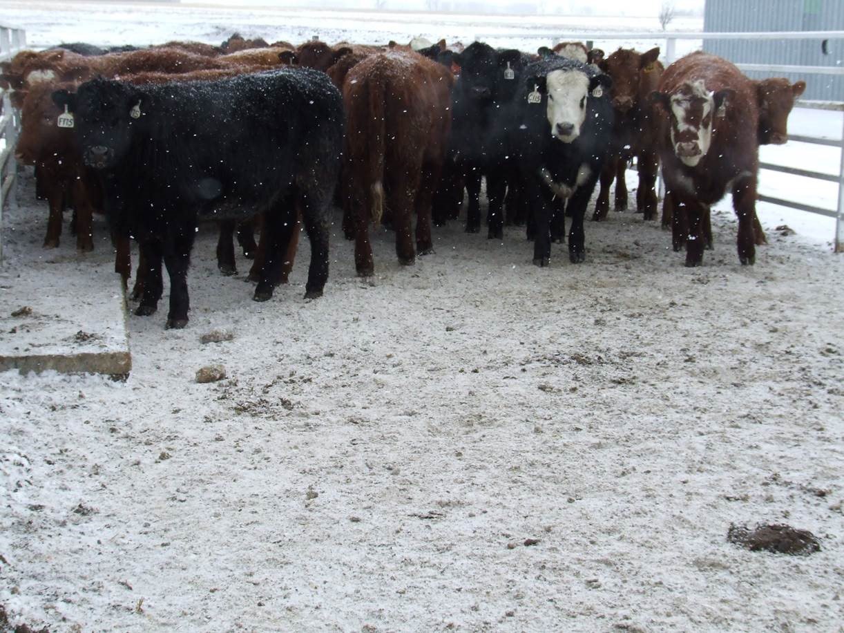 NDSU Extension Offers Advice for Picking Best Heifers — Extension and ...