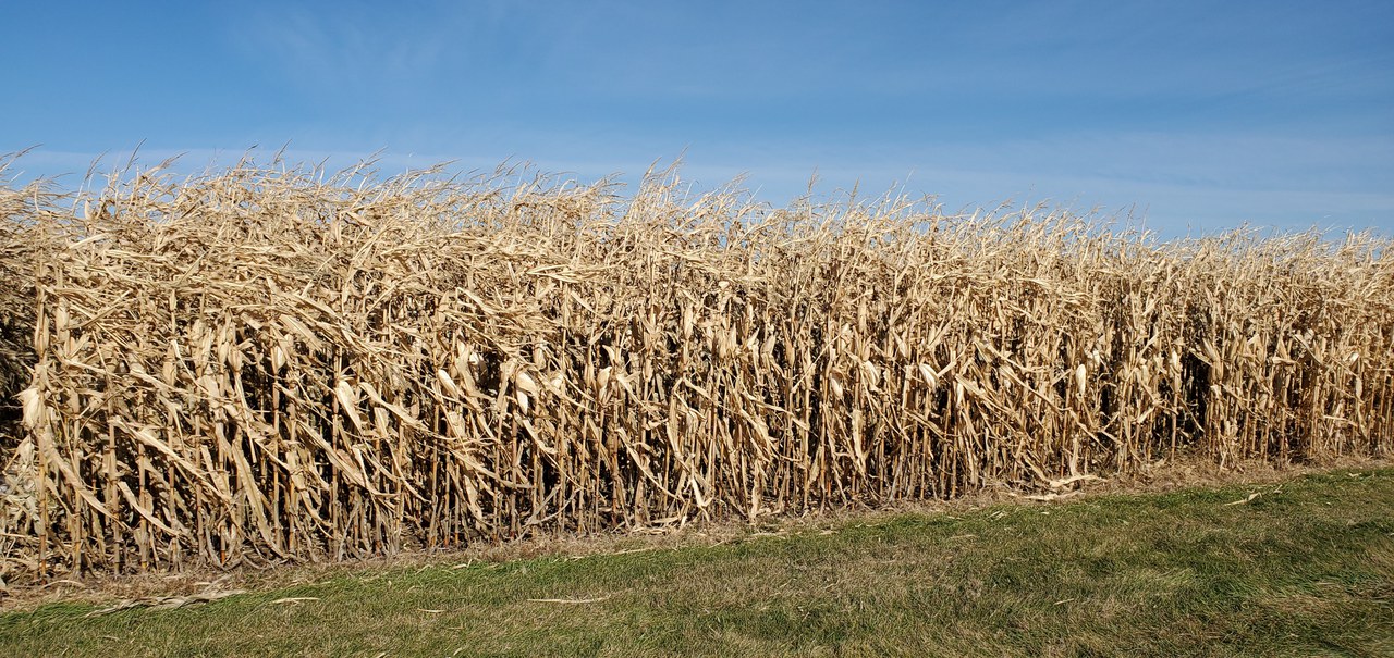 Unharvested Corn Can be Feed for Cattle — Extension and Ag Research News