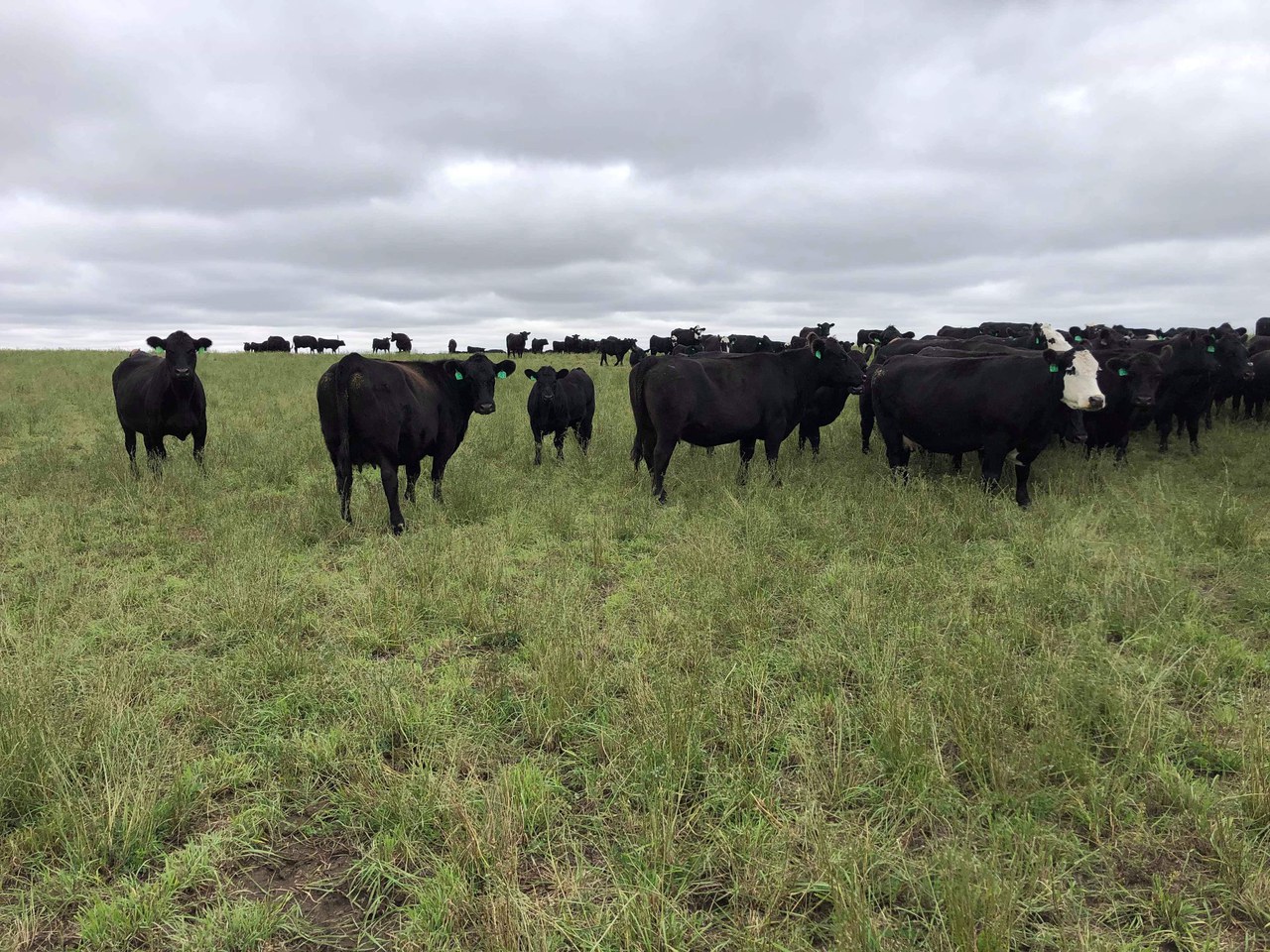 Consider Toxicity Issues When Fall Grazing — Extension and Ag Research News
