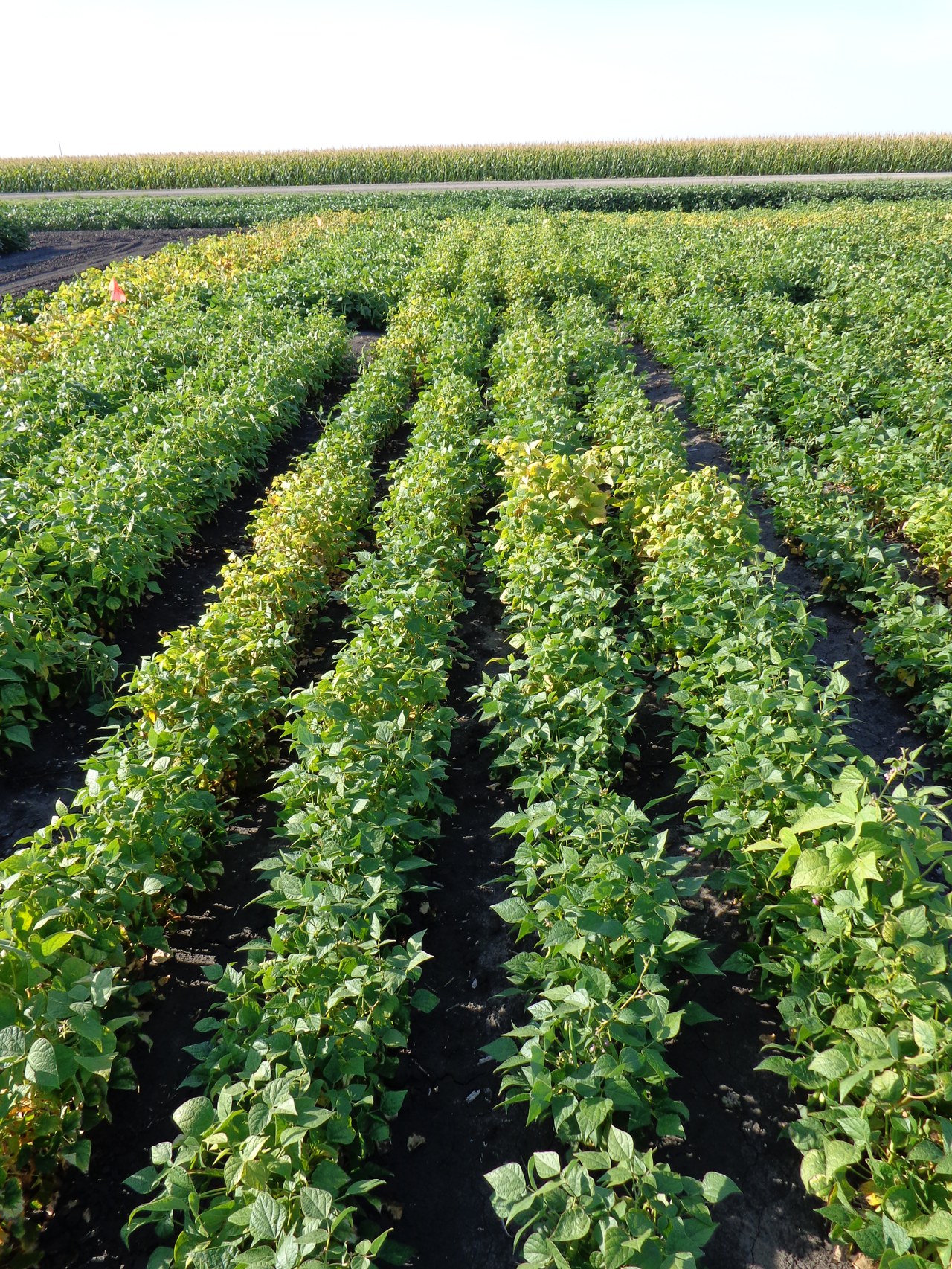 NDSU Extension to Conduct Dry Bean Webinar April 15 — Extension and Ag ...