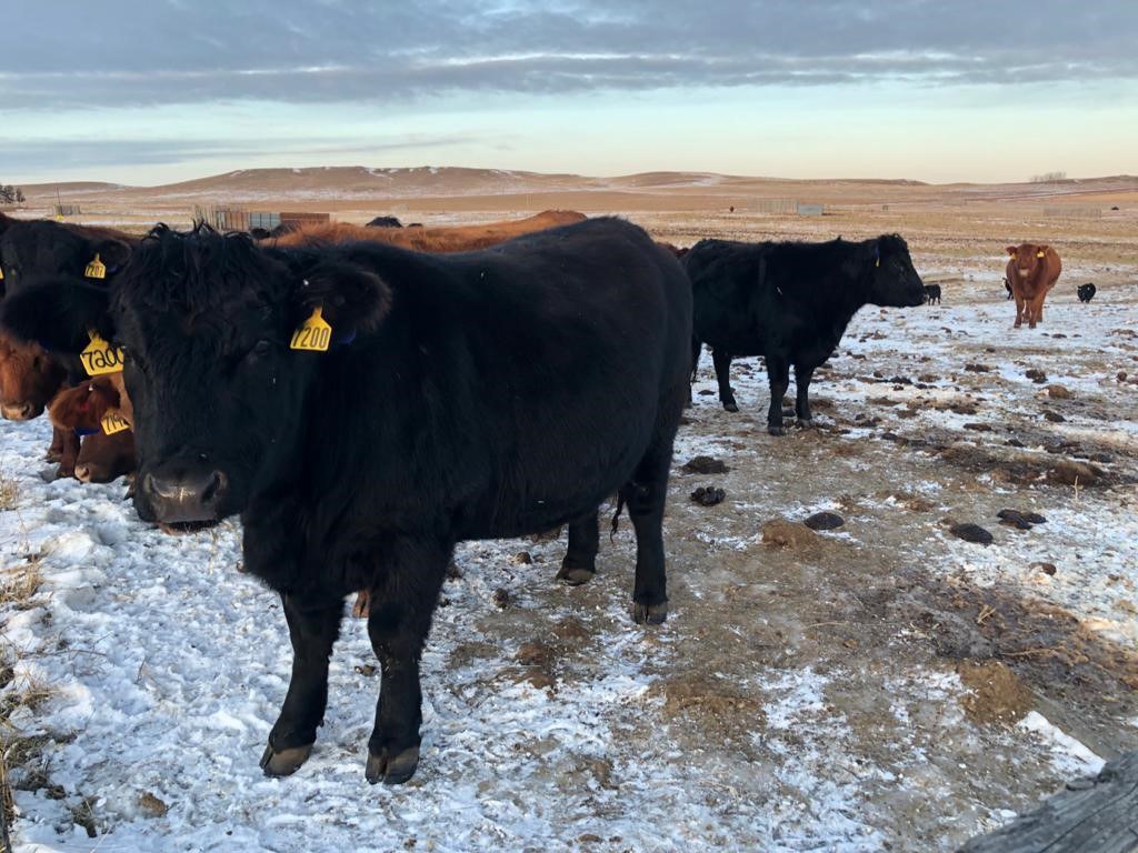 NDSU Extension Offers Pre- and Post-calving Advice — Extension and Ag ...