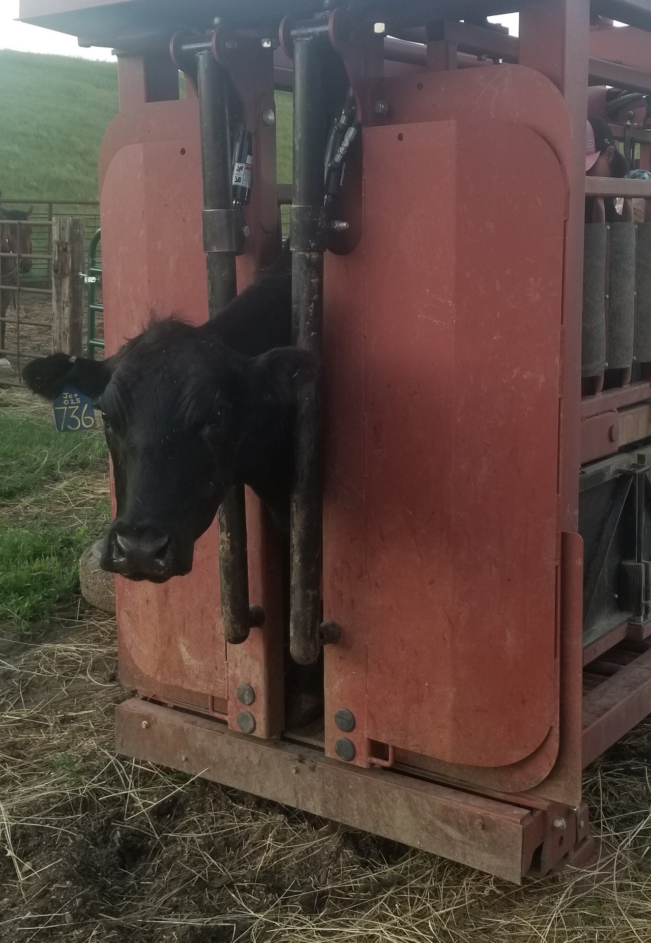 Consider Pregnancy Testing Beef Cattle Early — Extension and Ag ...