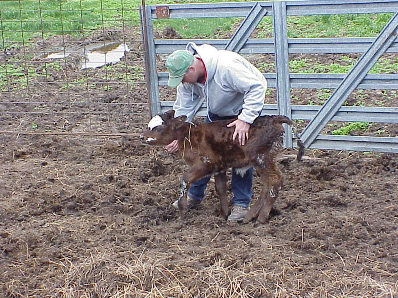 Diarrhea Can Be Deadly For Calves — Extension and Ag Research News