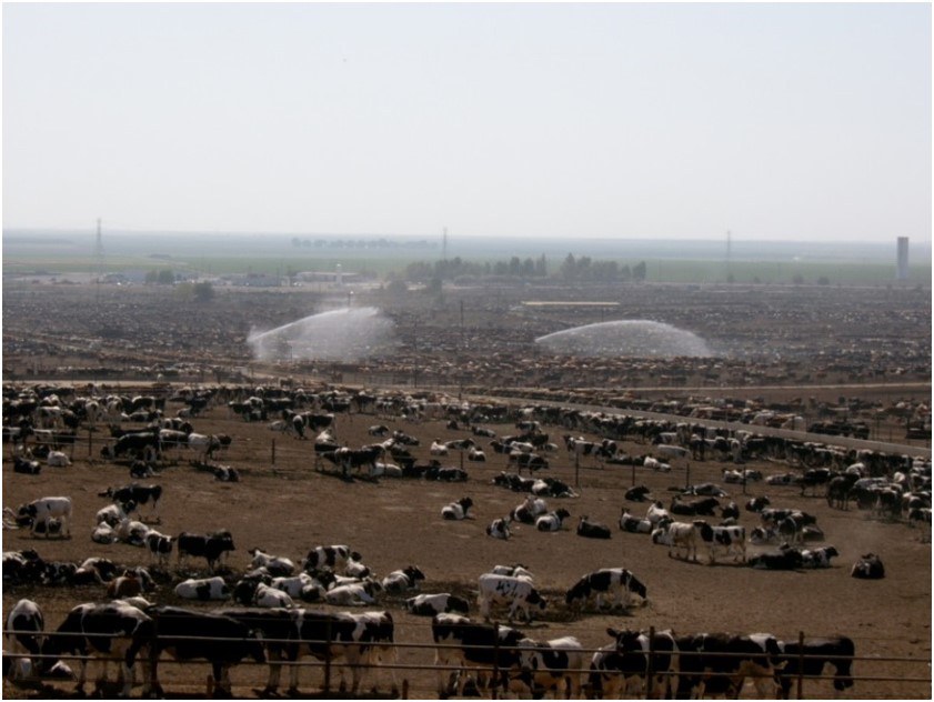 Herd Immunity an Important Concept — Extension and Ag Research News