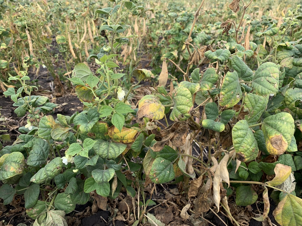 NDSU Extension Offers Dry Bean Harvest Options — Extension and Ag ...