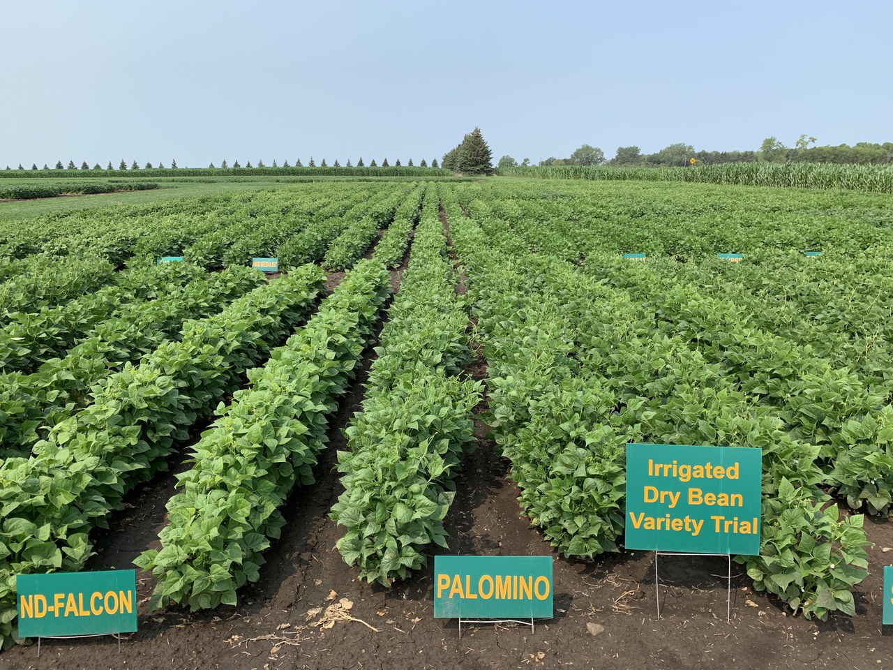 NDSU Extension to Conduct Dry Bean Production Workshop Jan. 6 ...