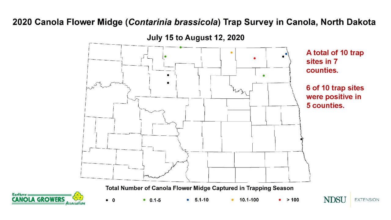 NDSU Extension Survey Detects Potential Canola Insect Pest in N.D ...
