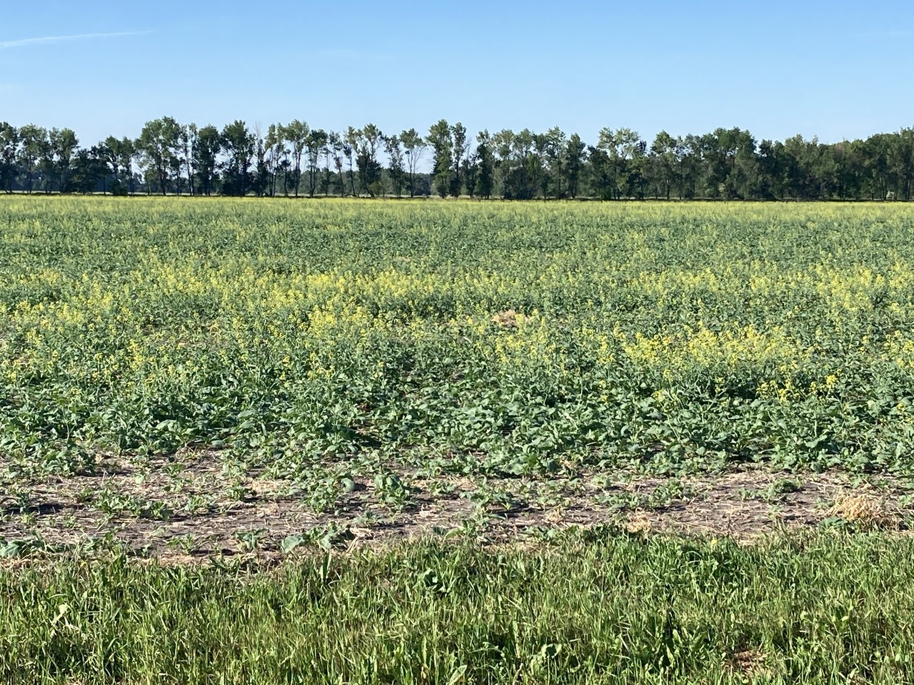 Drought-stressed Canola Possible Forage for Livestock — Extension and ...