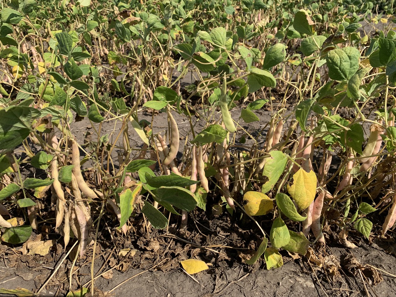 NDSU Extension to offer Dry Bean Getting-It-Right virtual meeting on ...