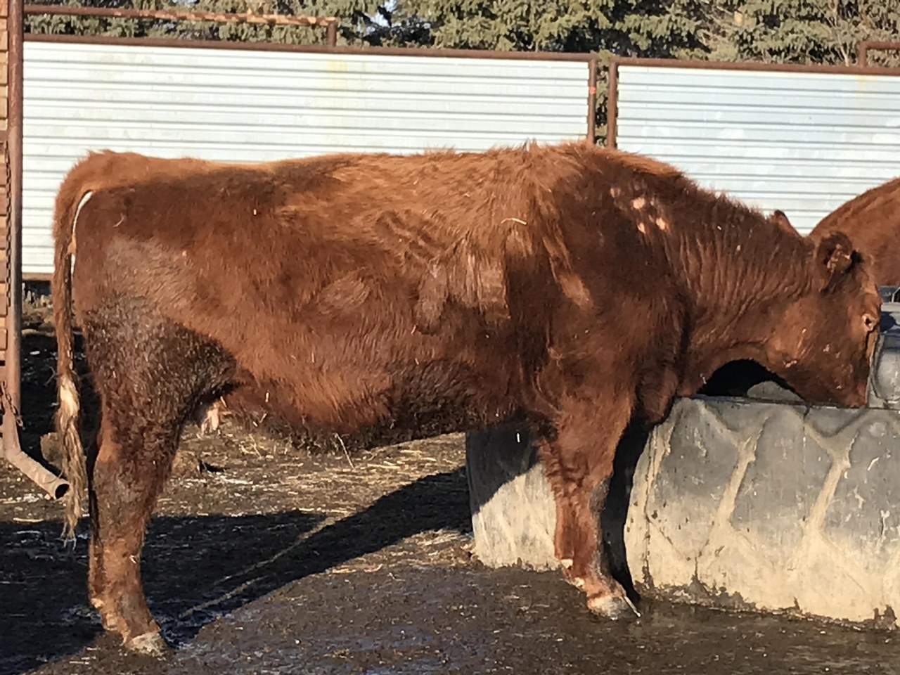 Consider Causes of Hair Loss and Itching in Cattle — Extension and Ag ...