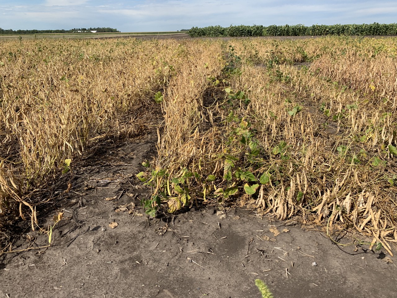NDSU Extension Offers Dry Bean Getting-It-Right Virtual Meeting on ...