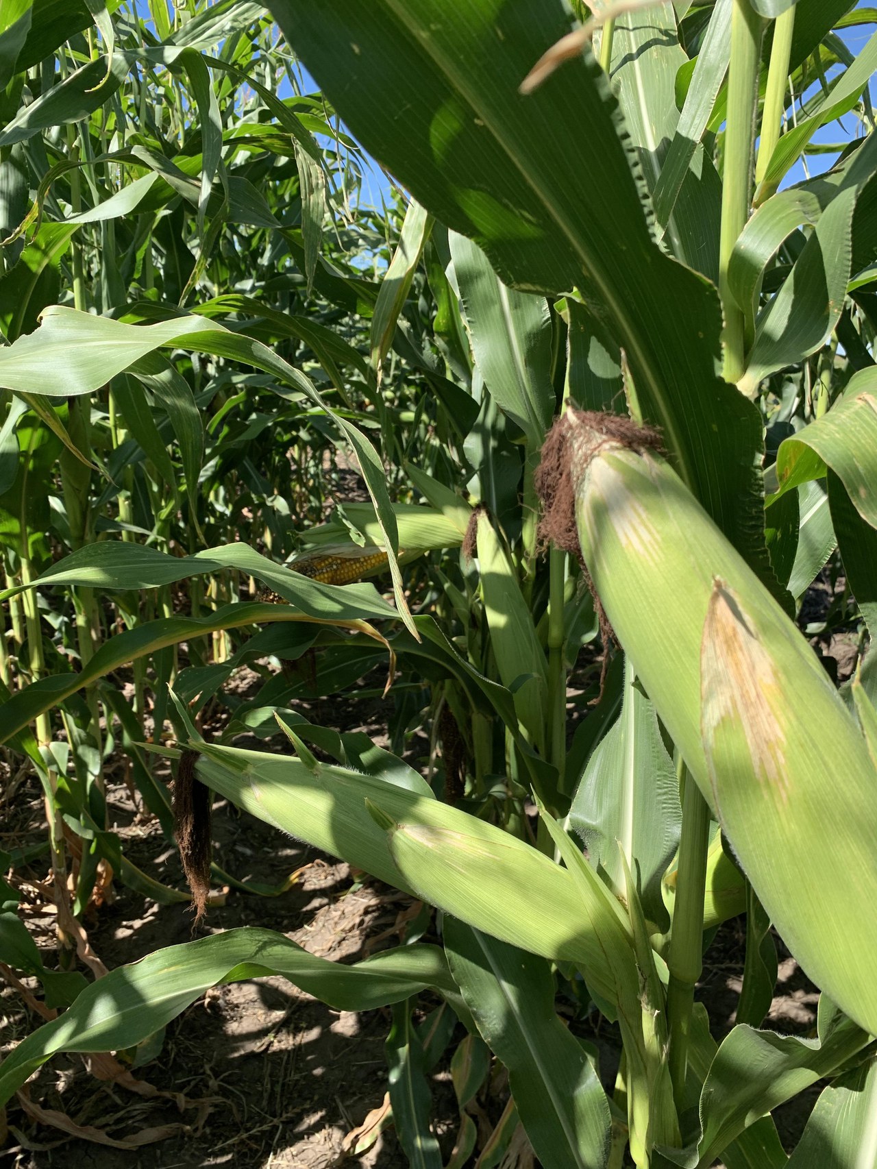 NDSU Extension to offer Corn Getting It Right virtual meeting on Jan ...