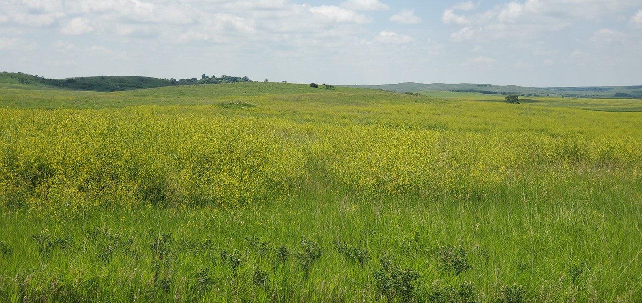 Sweet clover an excellent forage with the right precautions — Extension ...
