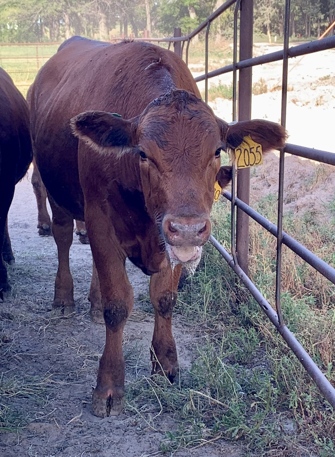 Protect ruminant livestock from heat stress — Extension and Ag Research ...