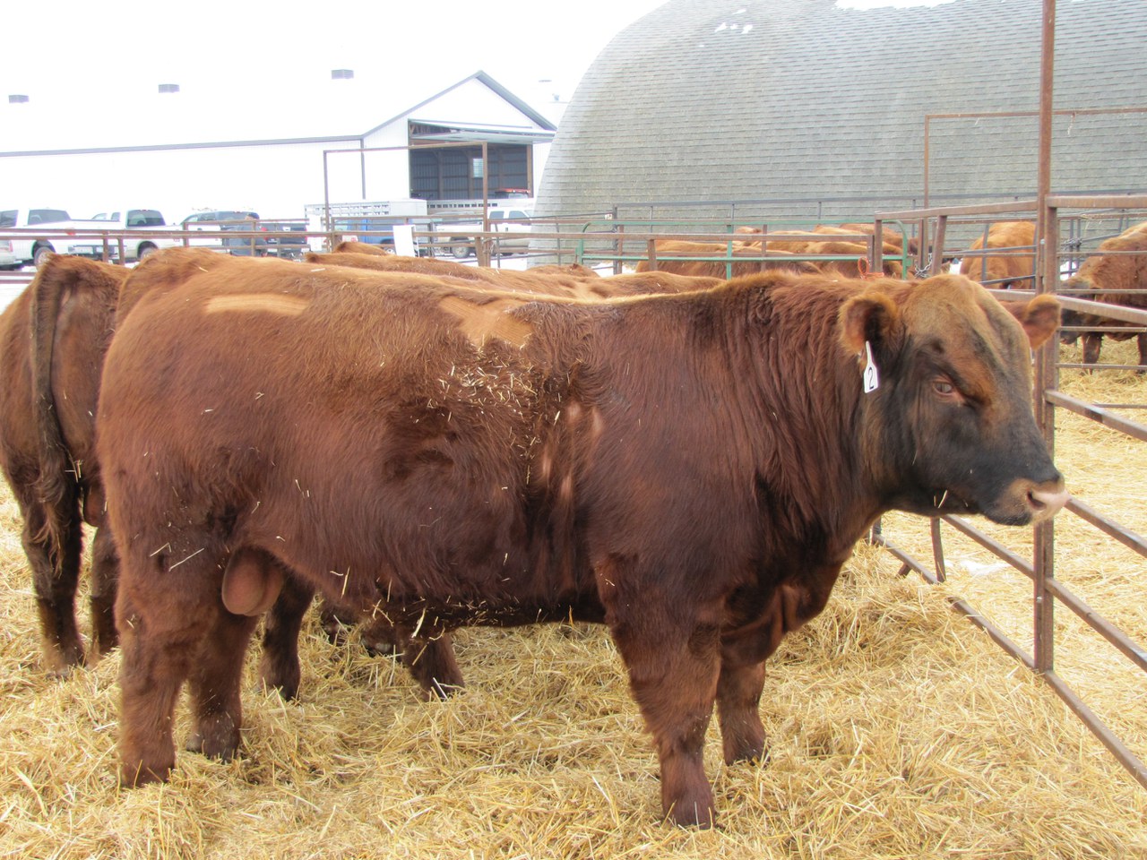 Options exist when bulls fail a breeding soundness exam — Extension and ...