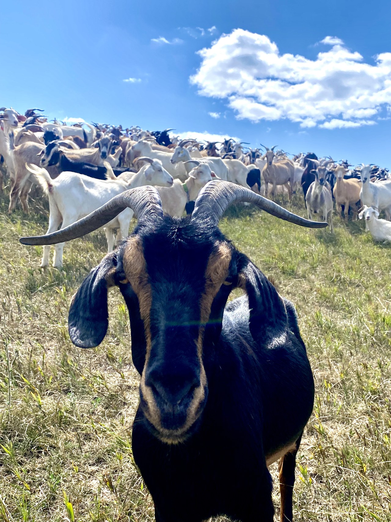 ALERT - A goat in Minnesota has tested positive for the highly ...