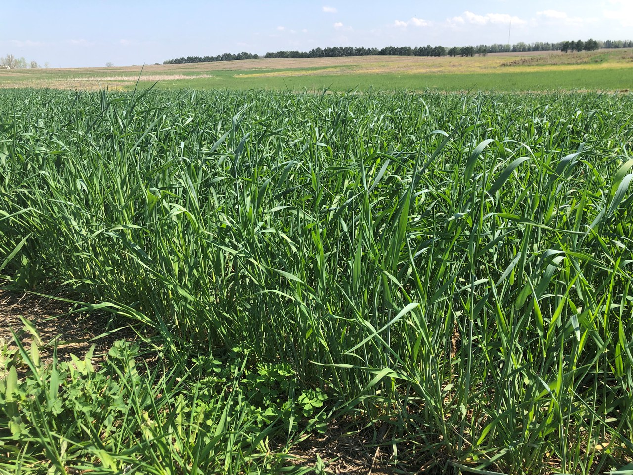 Harvest window for quality winter rye forage is small — Extension and ...