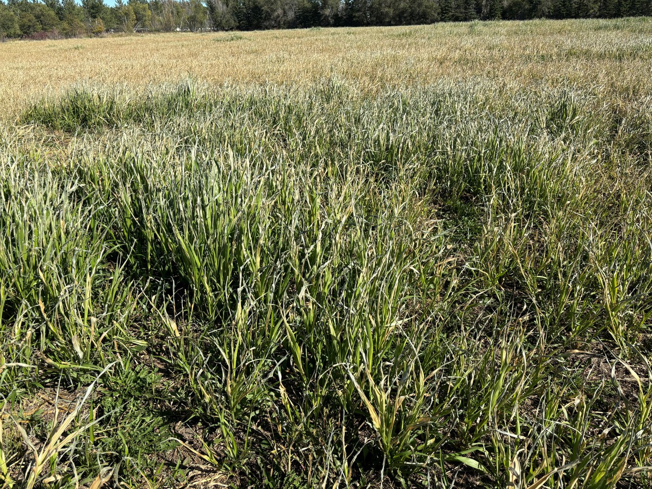 Use caution when grazing frost-damaged forage crops — Extension and Ag ...