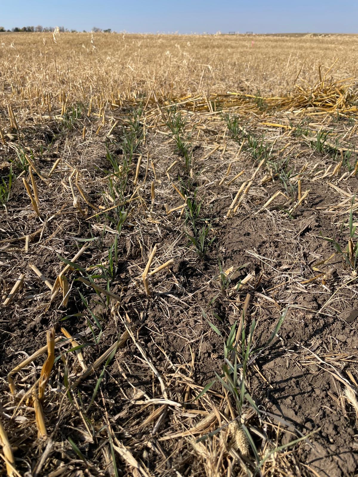 Planting cover crops still beneficial in fall, even under dry ...