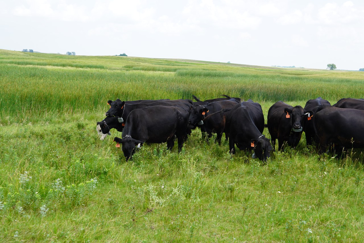 NDSU Animal Science Department hosting Beef Field Day — Extension and ...