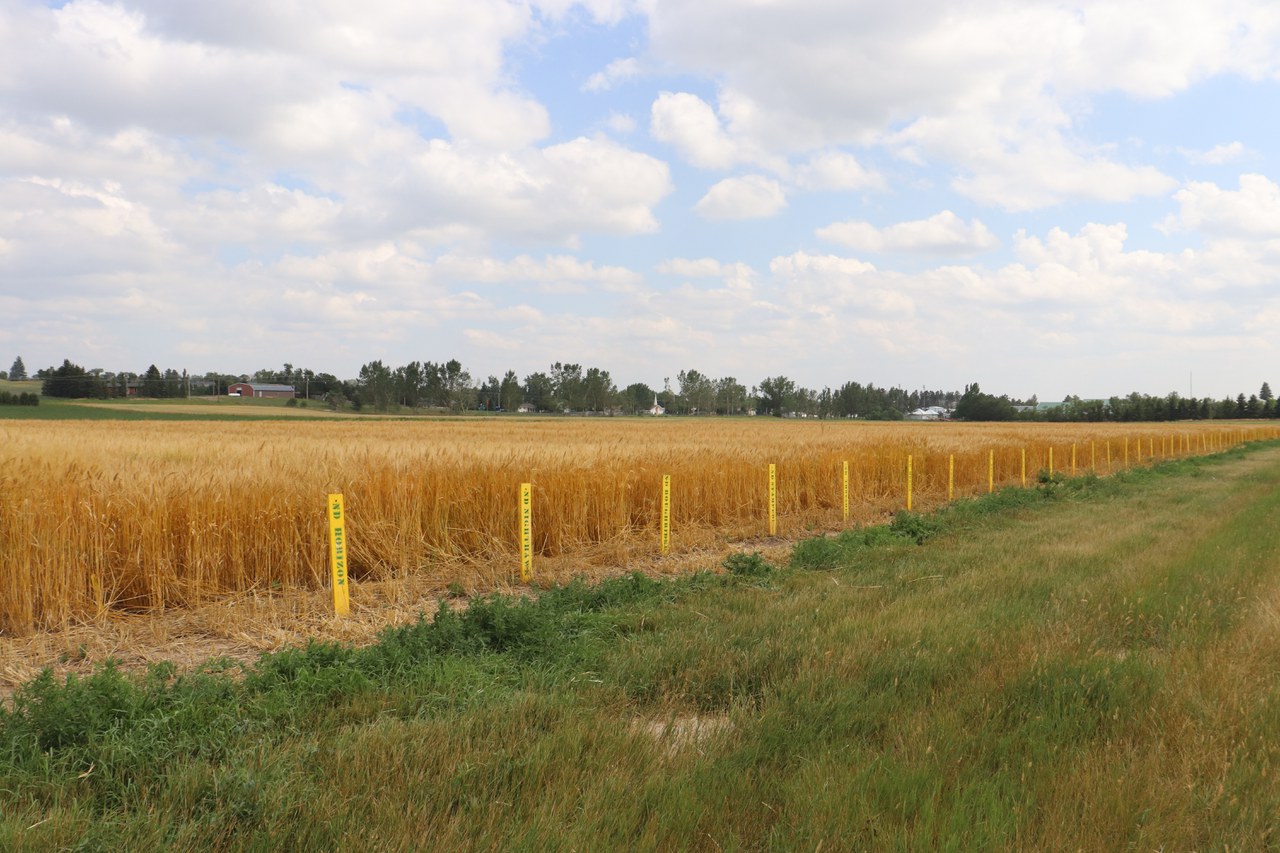 Annual Western Dakota Crops Day set for Dec. 9 — Extension and Ag ...