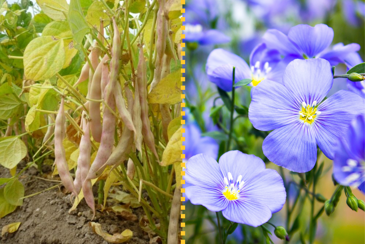 NDSU Extension to host Getting It Right in Flax and Dry Bean Webinars ...