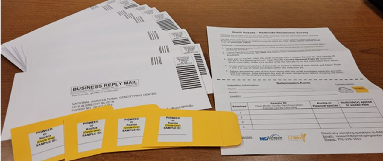 Herbicide-resistant kochia testing kits available for North Dakota ...