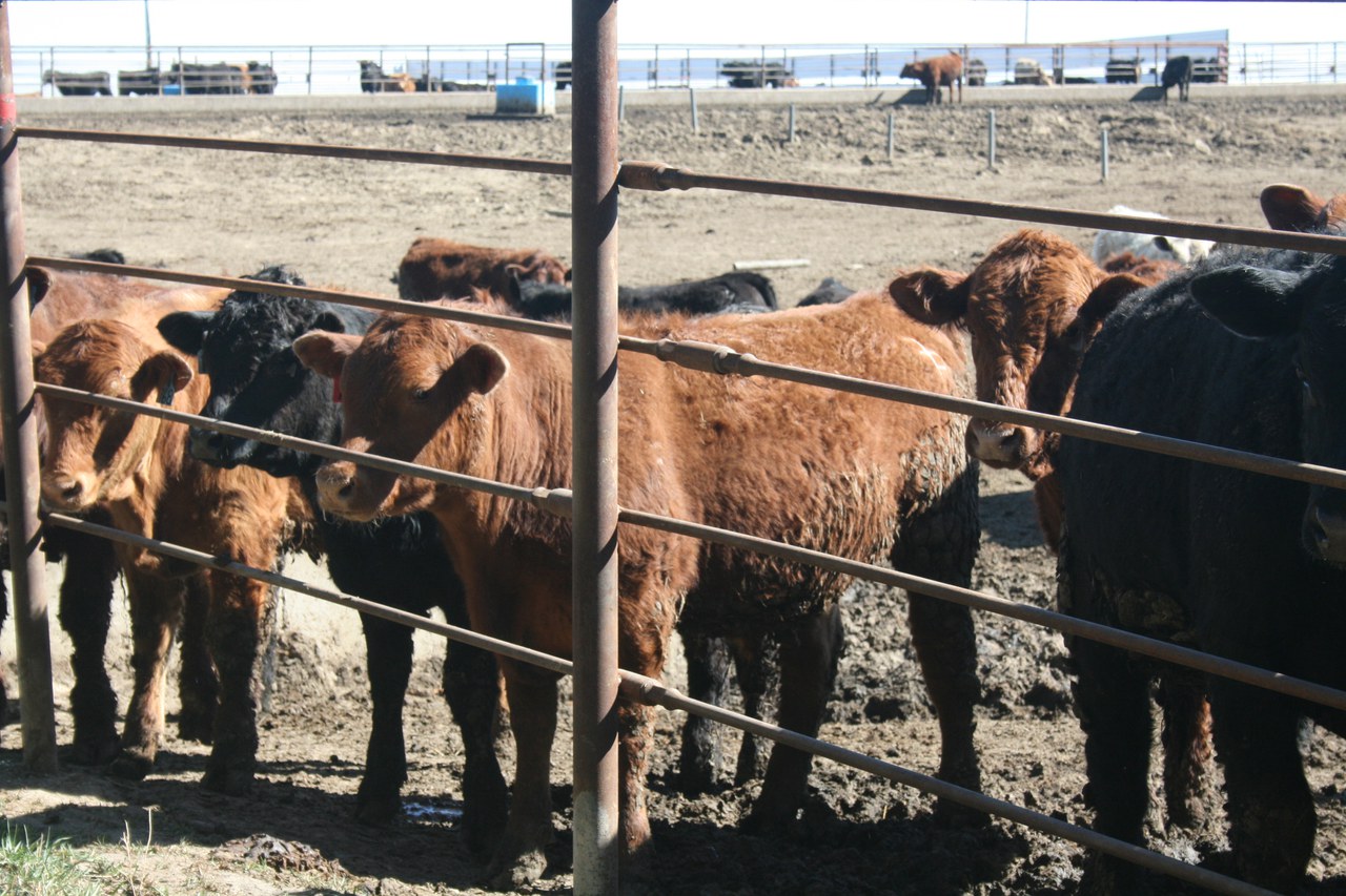 NDSU Cattle Backgrounding Program set for Nov. 6 — Extension and Ag ...
