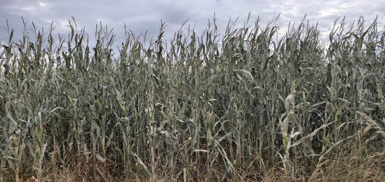 Growers should think carefully before using frost-damaged corn for hay ...