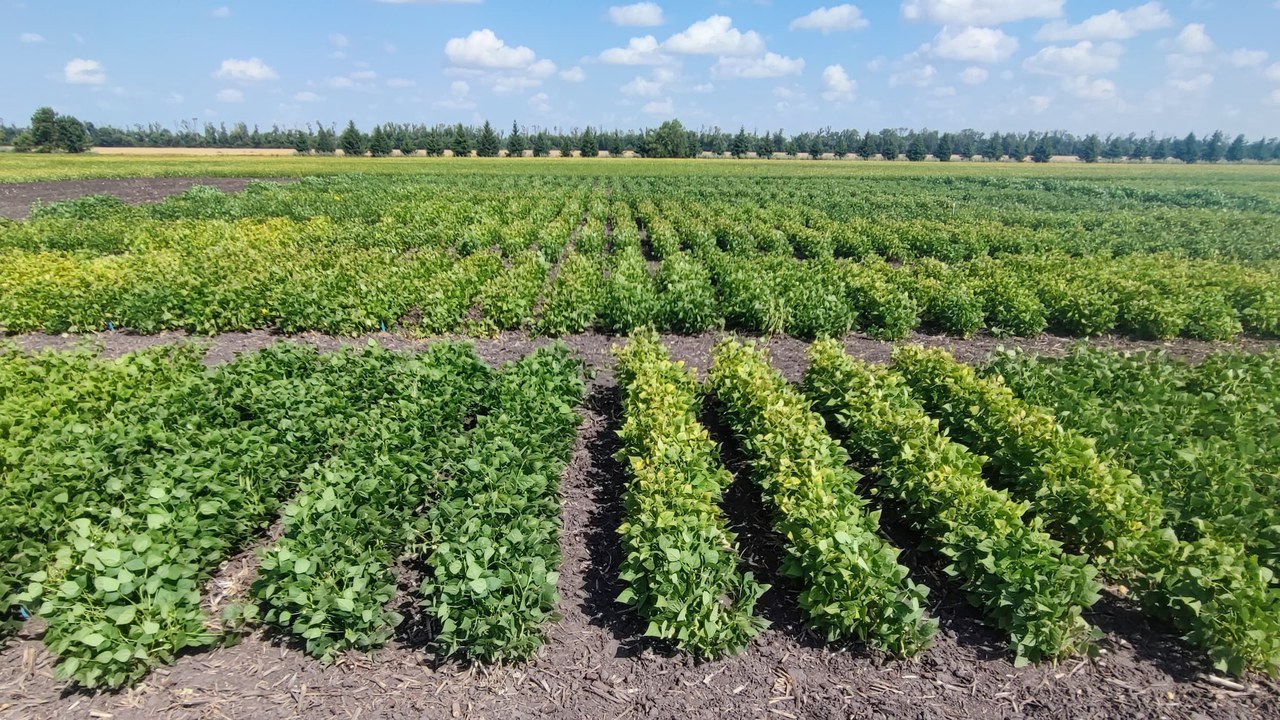 NDSU Extension to host Getting It Right Dry Bean webinar on Feb. 17 ...