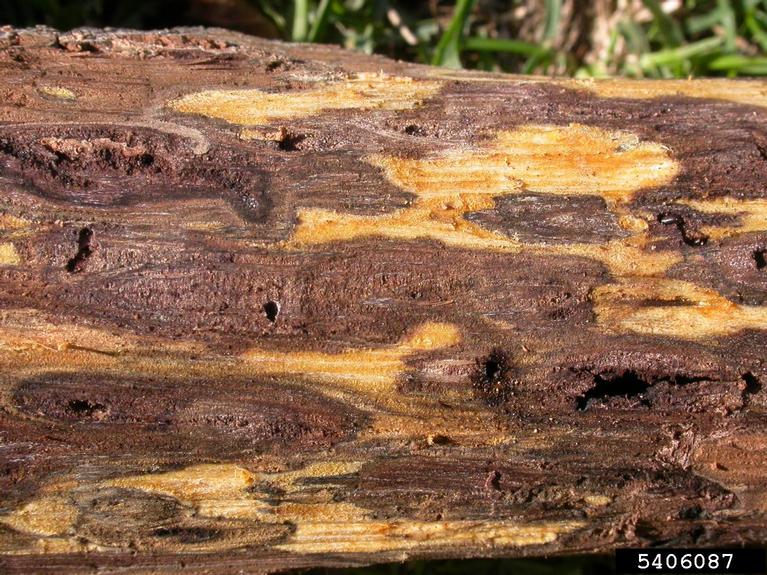 Thousand Cankers Disease of Black Walnut — ND Invasives
